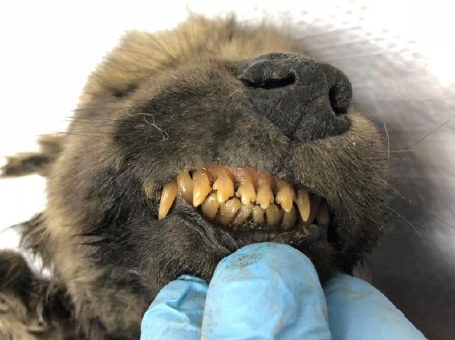 Pas ili vuk? Životinja smrznuta 18.000 godina zbunila znanstvenike ...