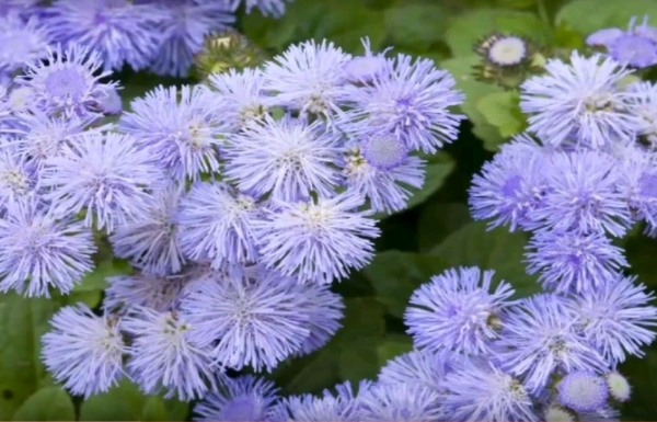 Mirisna kunica- trajnica koja voli jako sunce - Imperij