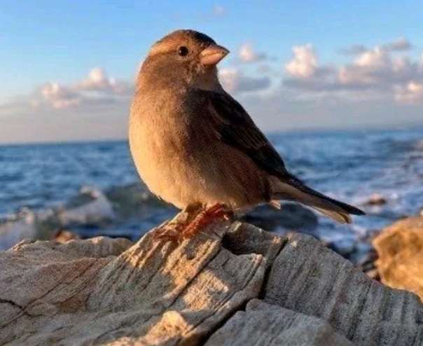 Spasili tek rođenog vrapca; danas živi s njima i ne želi natrag u ...
