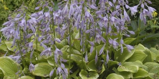 Biljka hosta- uvjeti uzgoja - Imperij