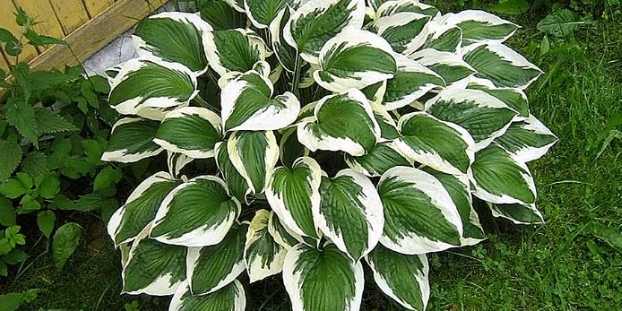 Biljka hosta- uvjeti uzgoja - Imperij