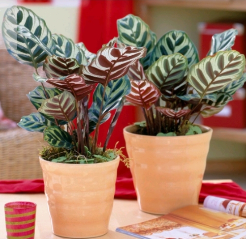 Kalateja- tropska ljepotica koja će oduševiti vaše goste - Imperij